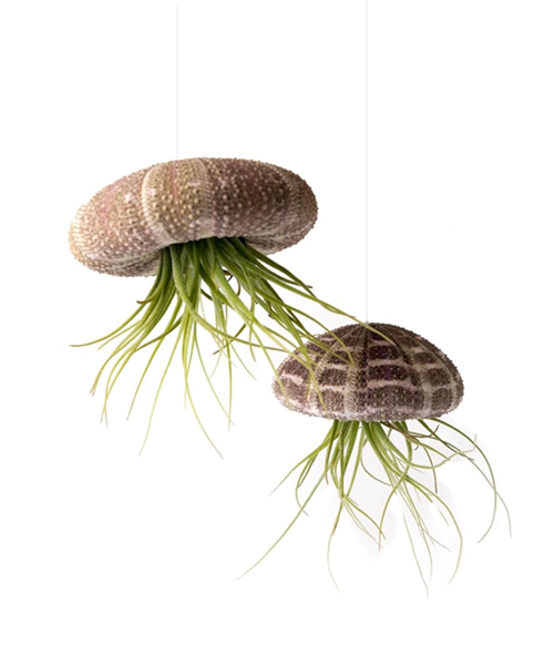 Flying Jellyfish Air plants - ThingsFromMars.com