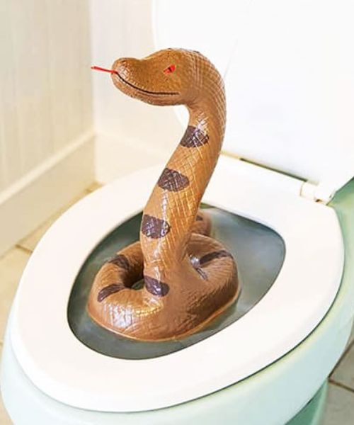 Realistic Spider Toilet Paper Prank - ThingsFromMars.com