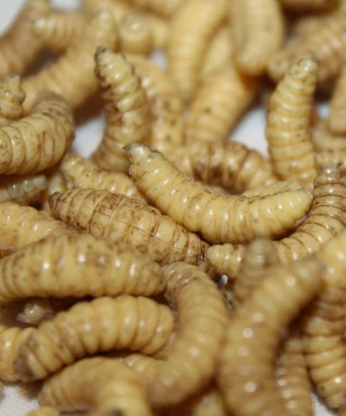 Simulated Maggots - ThingsFromMars.com